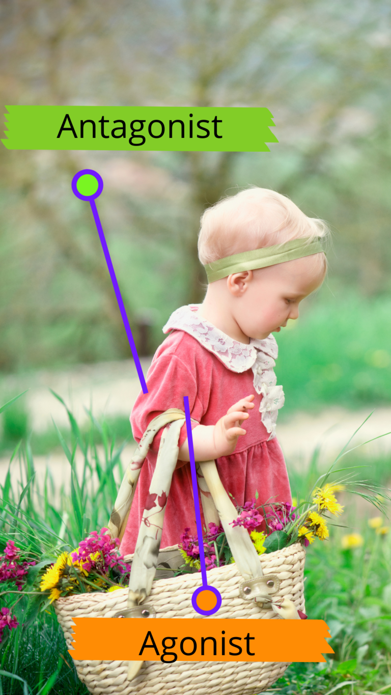 Definition of Antagonist Muscle - My Kids Place - San Diego, CA